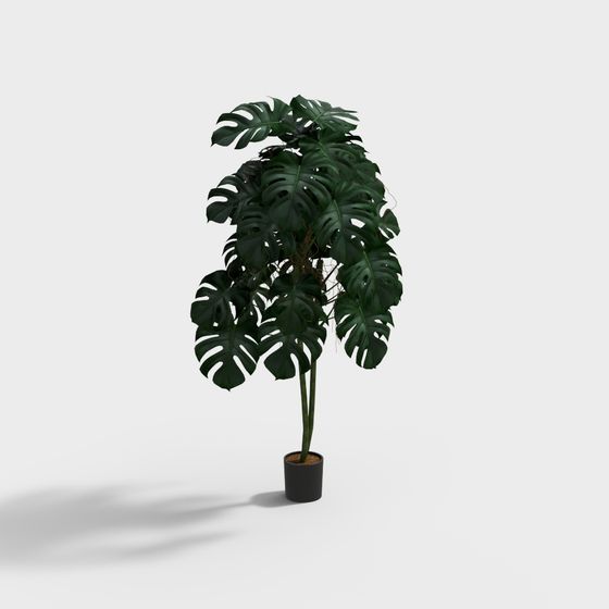 Lively Monstera Plant 3D Model – Low-Poly Tropical Foliage