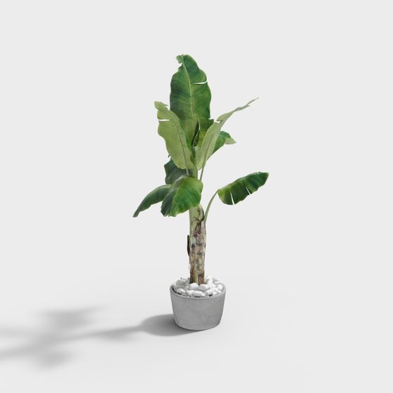 Lifelike Banana Tree 3D model for Creative Projects